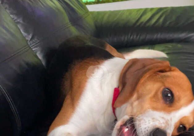 Kennel Club Registered Beagle Puppies For Sale | Beagle Owners