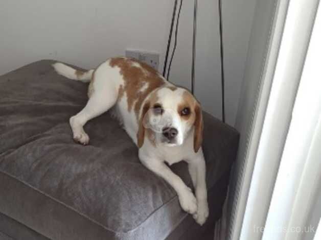 Beagle Dogs And Puppies For Sale | Beagle-owners.co.uk