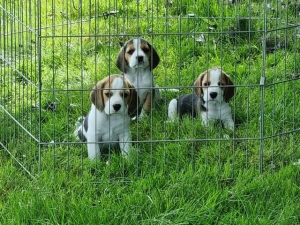 3 Show Tri Beagle Puppies For Sale in Ashbourne, Derbyshire