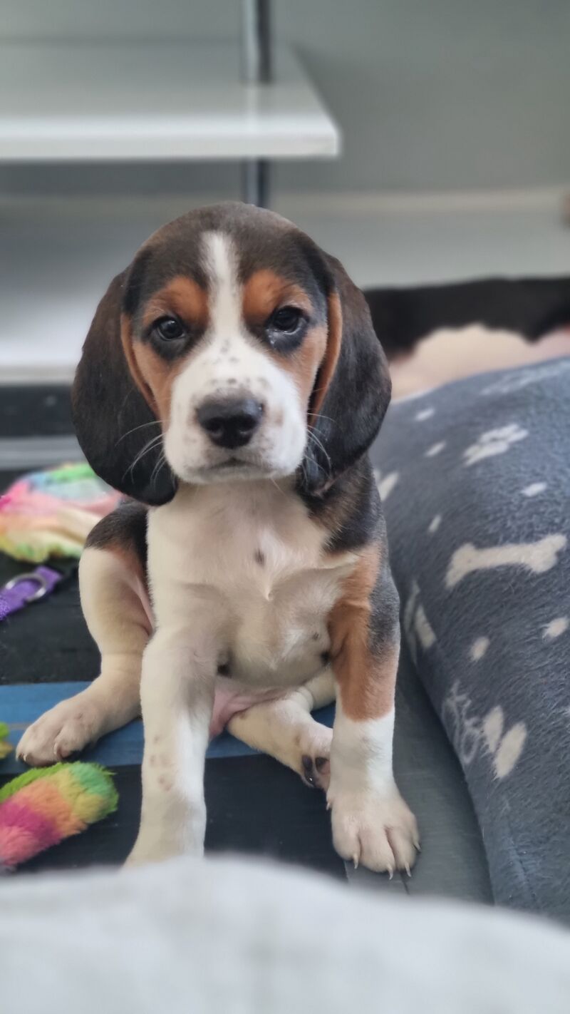 Beagle Puppies For Sale From Private Sellers | Beagle Owners