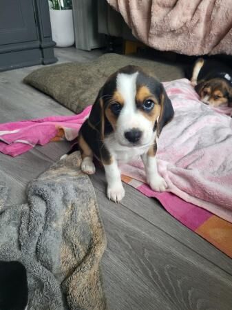Beagle Dogs And Puppies For Sale | Beagle-owners.co.uk