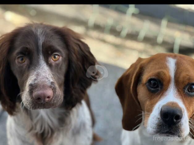 Kennel Club Registered Beagle Puppies For Sale | Beagle-owners.co.uk