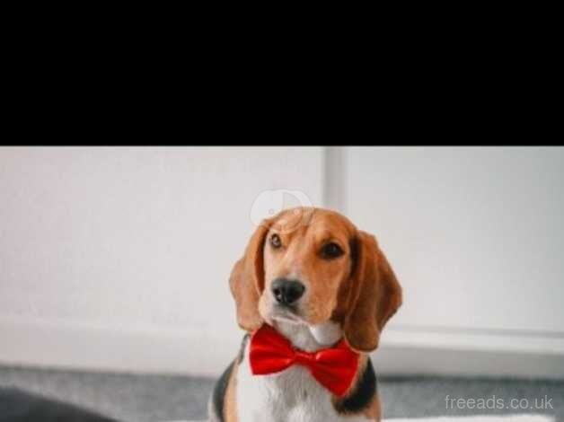 Beagle For Rehome For Sale in Peterhead, Aberdeenshire | Beagle Owners