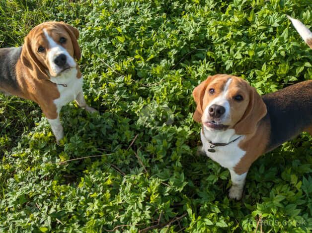 Kennel Club Registered Beagle Puppies For Sale | Beagle Owners