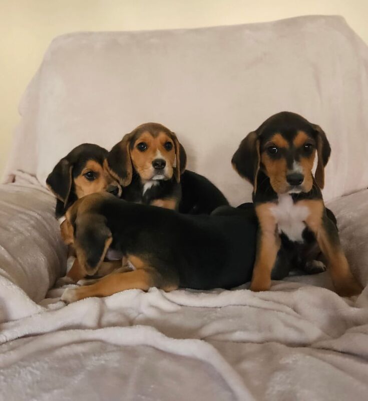 Kennel Club Registered Beagle Puppies For Sale | Beagle Owners