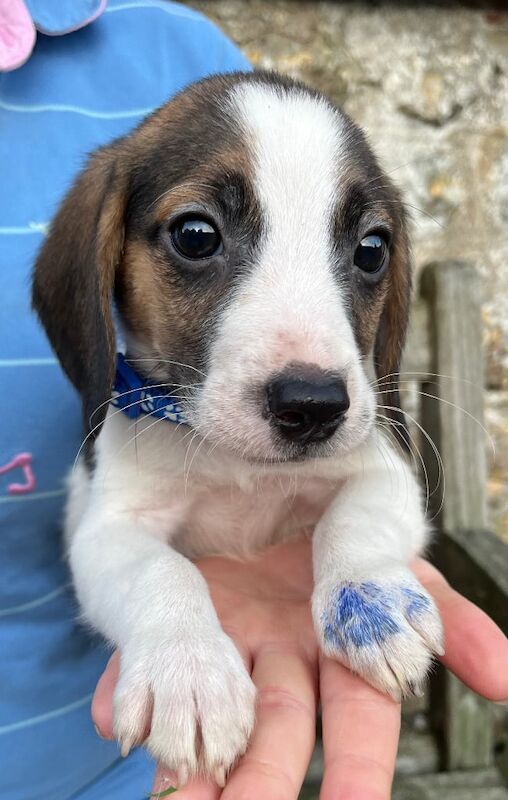 Beagle Puppies Looking For Their Five Start Homes For Sale in ...