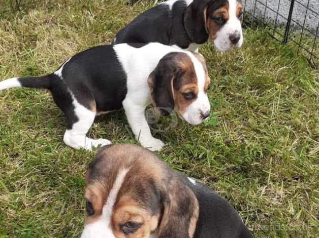 BEAGLE PUPPIES NORTHERN IRELAND For Sale in Newry, County Down | Beagle ...