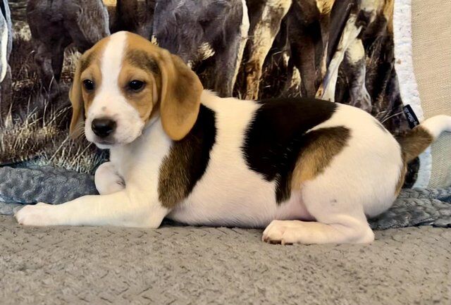 Beagle Puppies For Sale | Beagle Owners