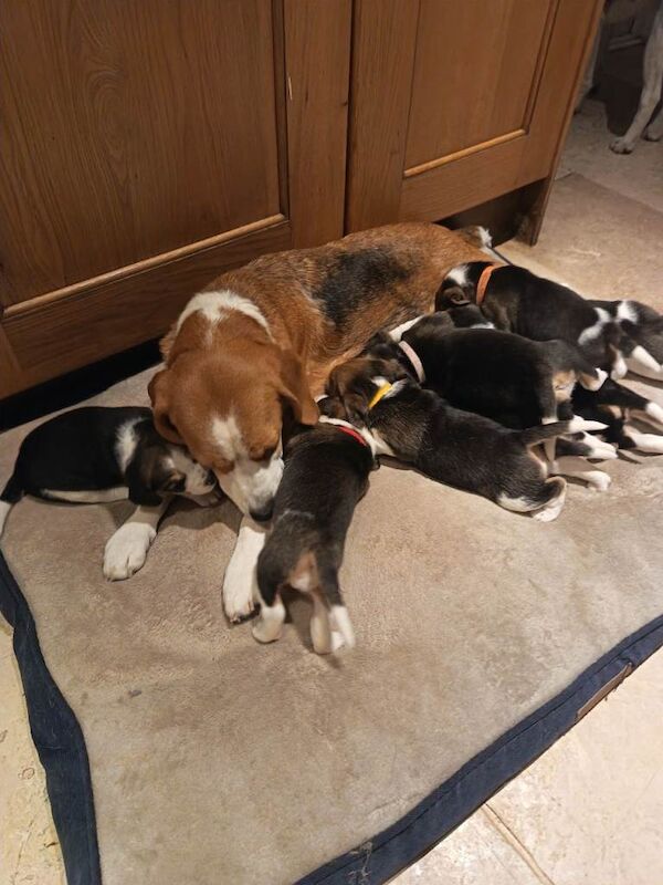Beagle Puppy For Sale in Ledbury, Herefordshire | Beagle Owners