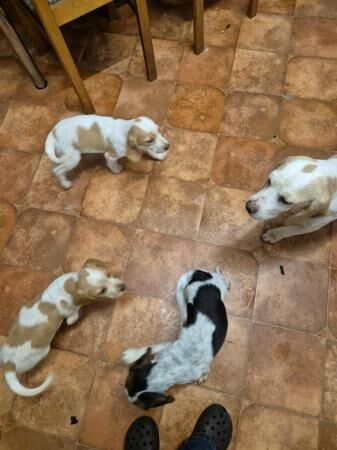 Beagle Cross Puppies For Sale | Beagle Owners