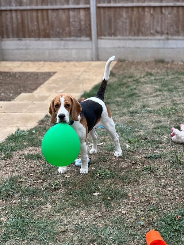 Buy and sell Beagle puppies and dogs online | Beagle Owners