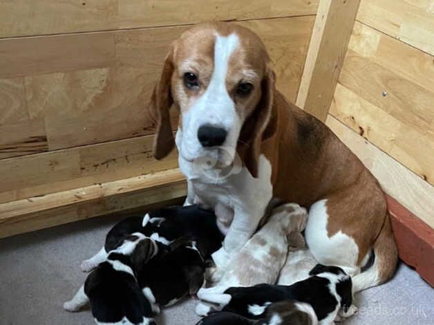 Kennel Club Registered Beagle Puppies For Sale | Beagle-owners.co.uk