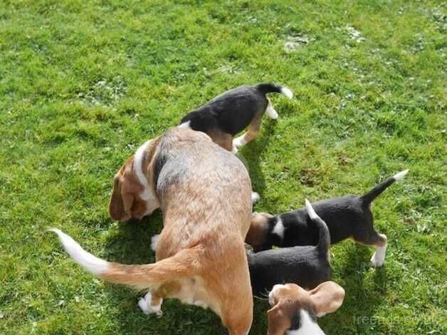Kennel Club Registered Beagle Puppies For Sale | Beagle Owners