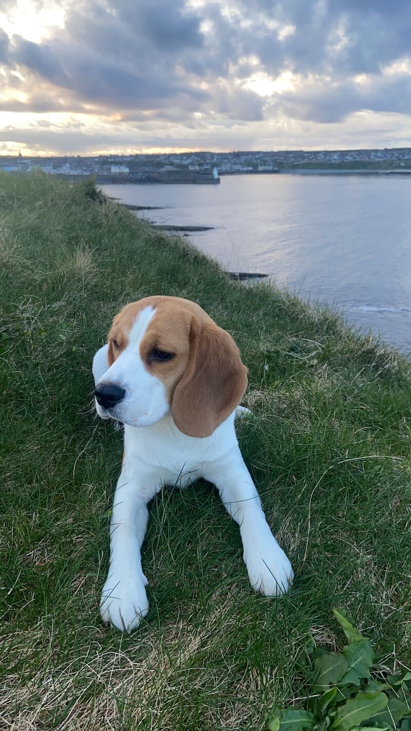 Kennel Club Registered Beagle Puppies For Sale | Beagle Owners