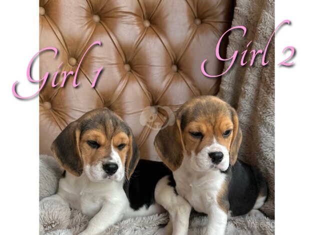 Buy and sell Beagle puppies and dogs online | Beagle Owners