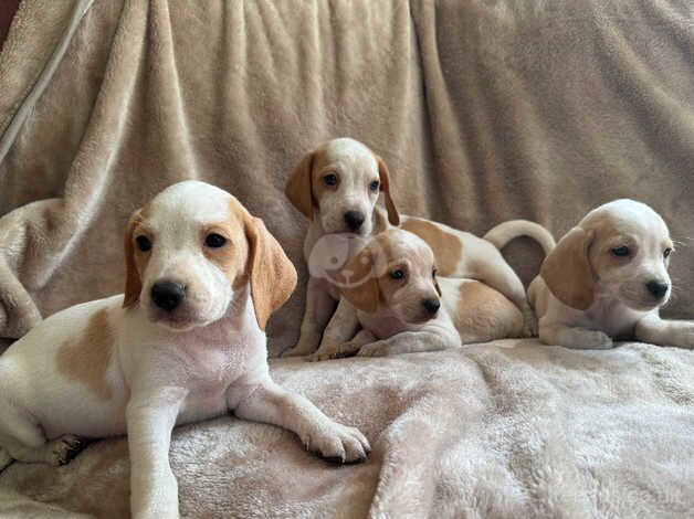 Stunning Lemon & White Beagle Puppies For Sale in Burbage, Derbyshire ...