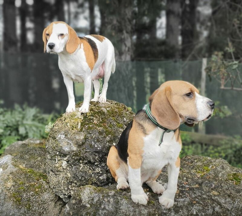 Buy and sell Beagle dogs and puppies online | Beagle Owners